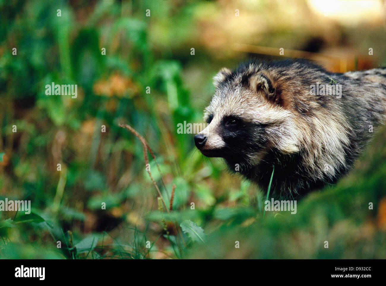 Raccoon dog sweden hi-res stock photography and images - Alamy