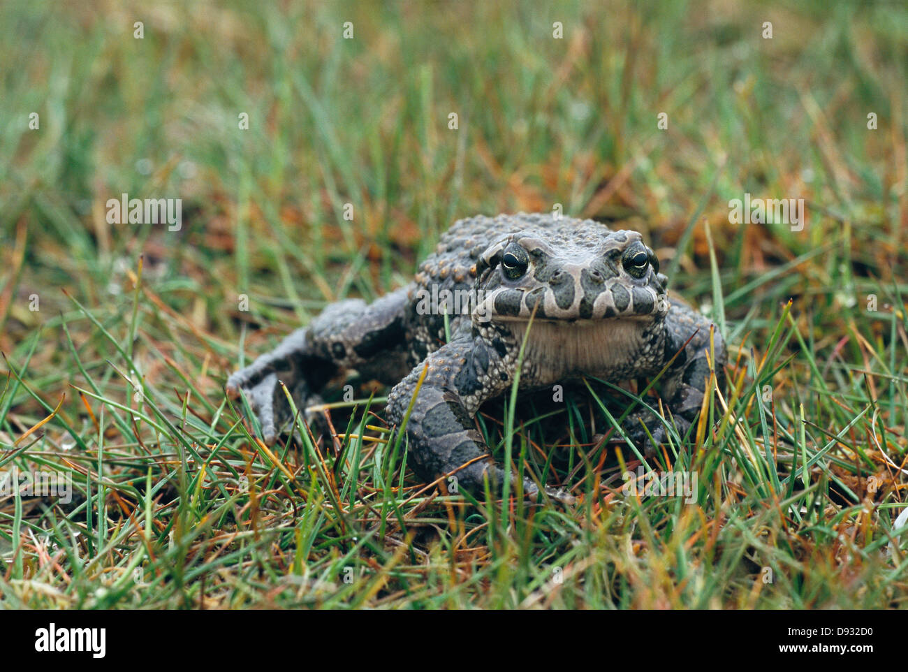 Rare european toads hi-res stock photography and images - Alamy