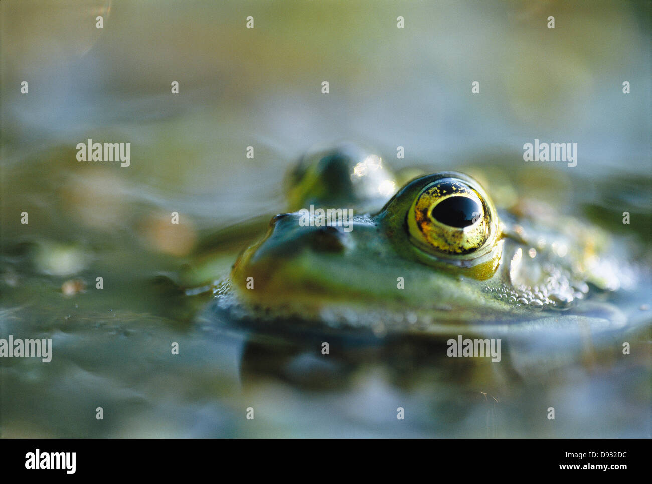 A frog in the water, Sweden Stock Photo - Alamy