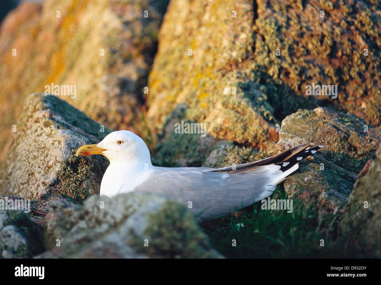 Brooding behavior hi-res stock photography and images - Alamy
