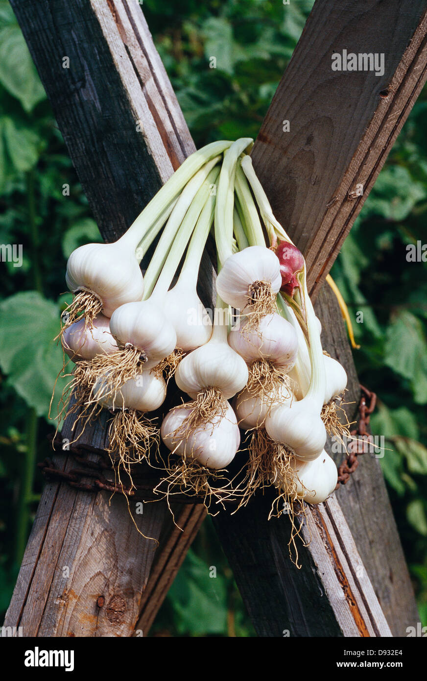 Fresh garlic hanging hi-res stock photography and images - Alamy