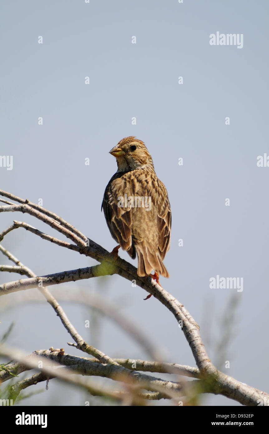 Miliaria calandra bird hi-res stock photography and images - Alamy