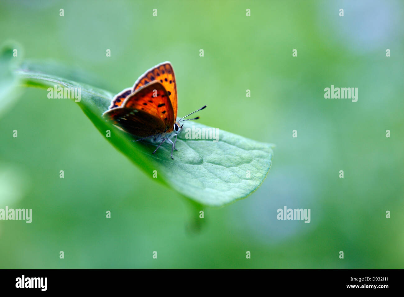 Butterfly leaf hi-res stock photography and images - Alamy