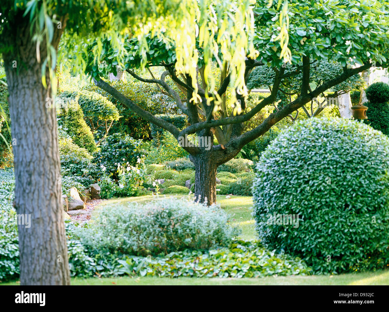 Plum tree fruit green fly hi-res stock photography and images - Alamy