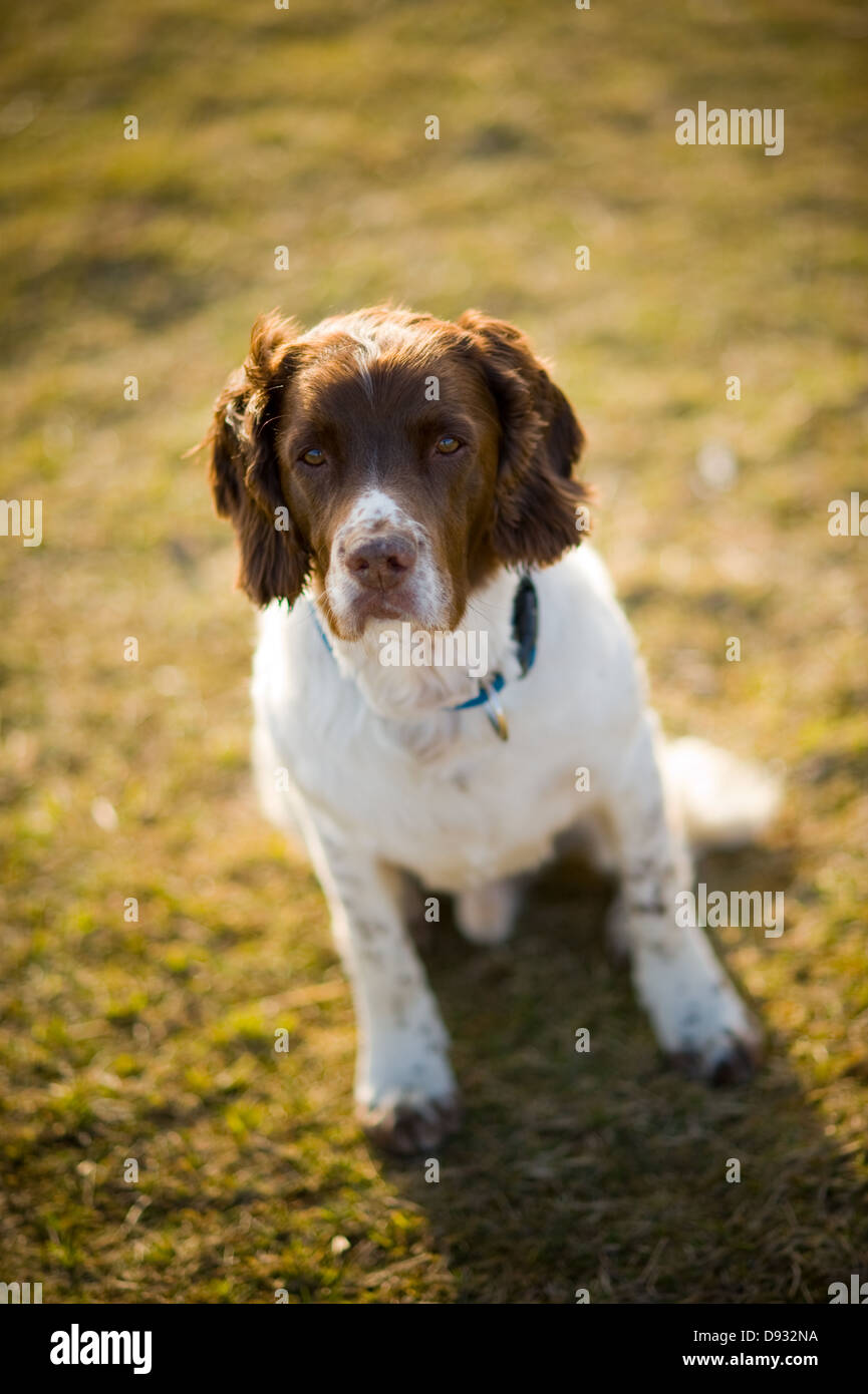 English Springer Spaniel breed dog portraits Stock Photo - Alamy