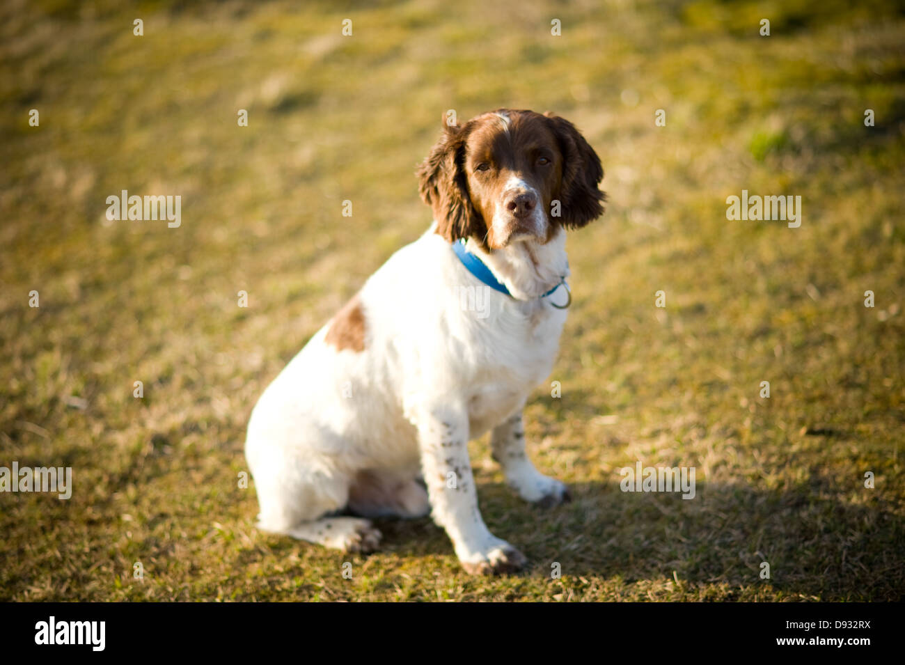 English Springer Spaniel breed dog portraits Stock Photo - Alamy