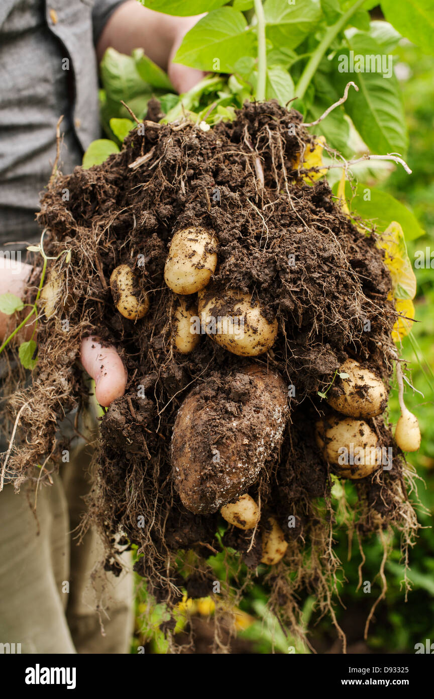New potatoes, close-up Stock Photo - Alamy