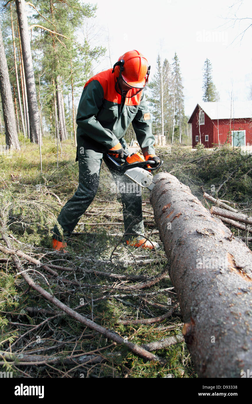Man sawing tree Stock Photo - Alamy