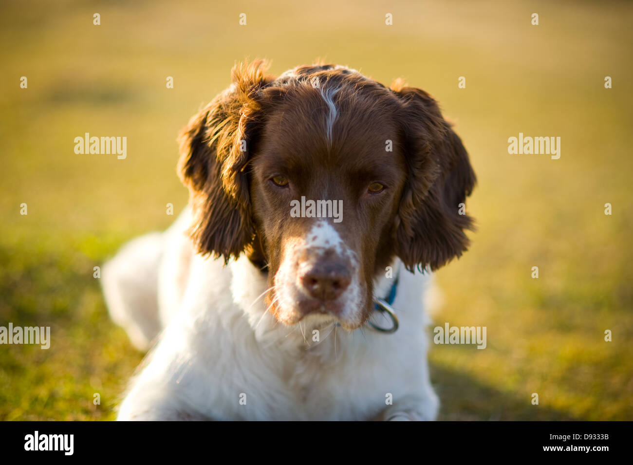 English Springer Spaniel breed dog portraits Stock Photo - Alamy
