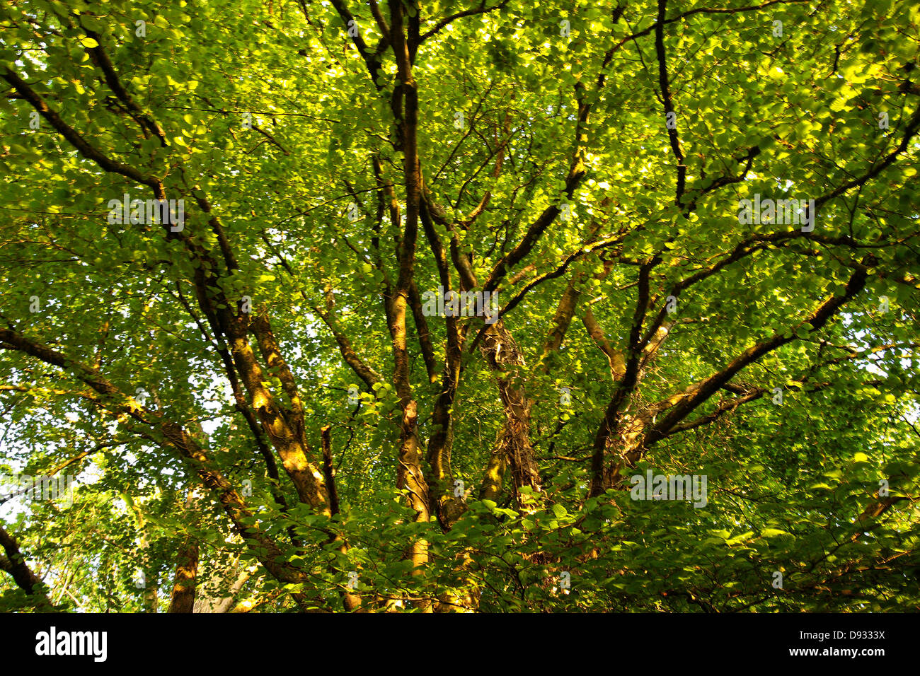 Beech tree leaves hi-res stock photography and images - Alamy