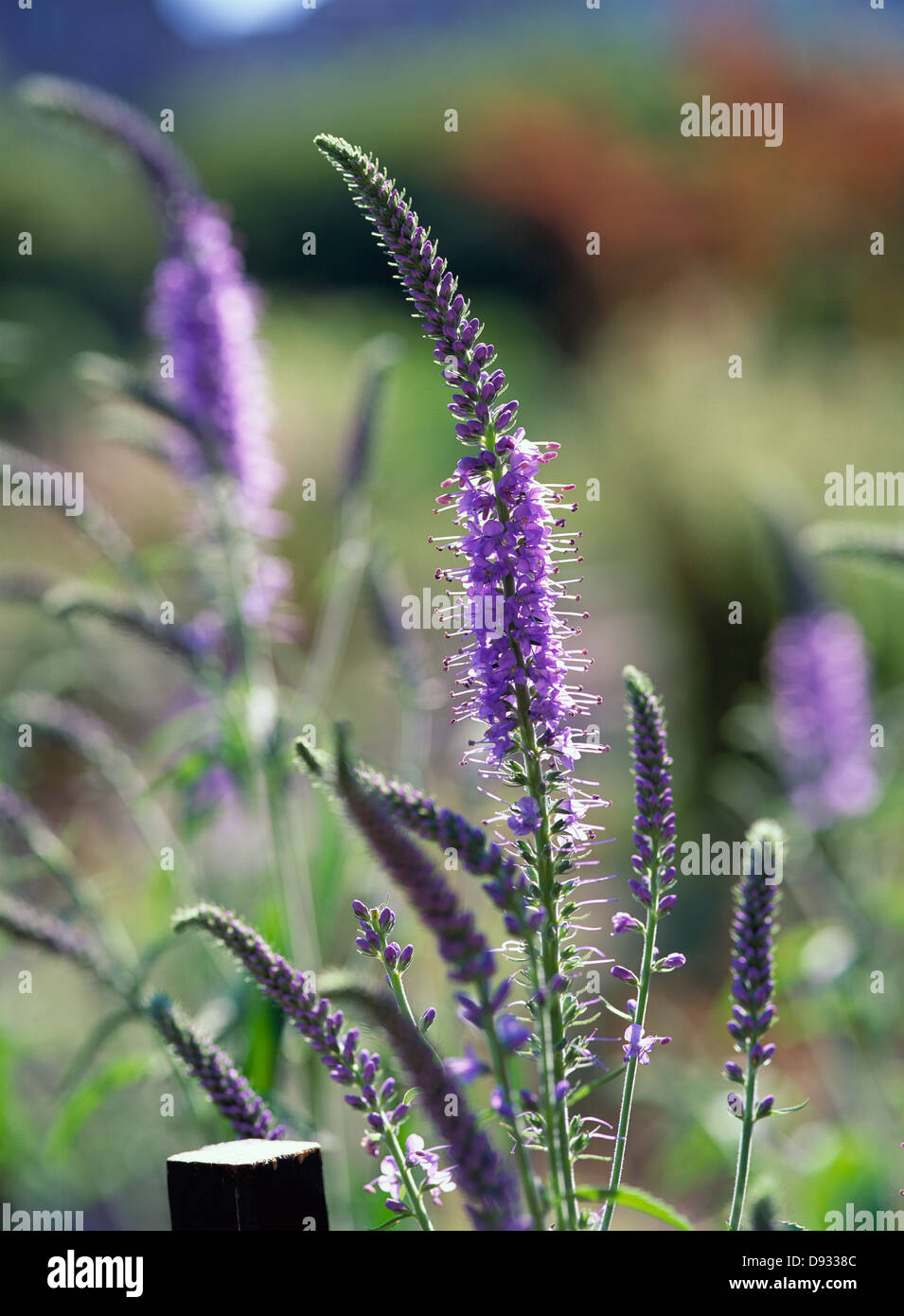 Spiked Speedwell, close-up, Denmark Stock Photo - Alamy