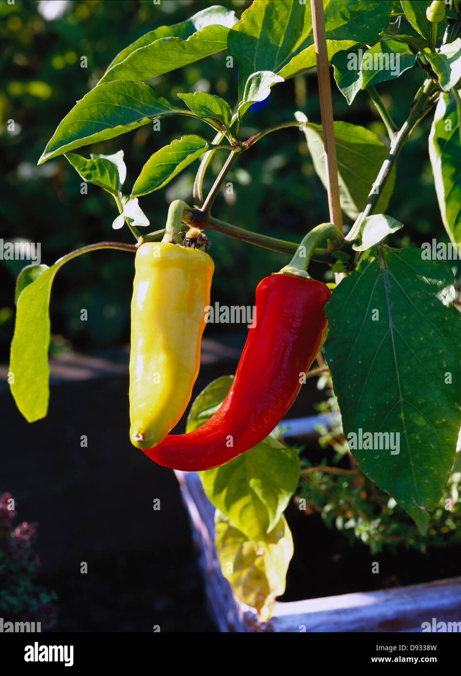 Chilli close up hi-res stock photography and images - Alamy
