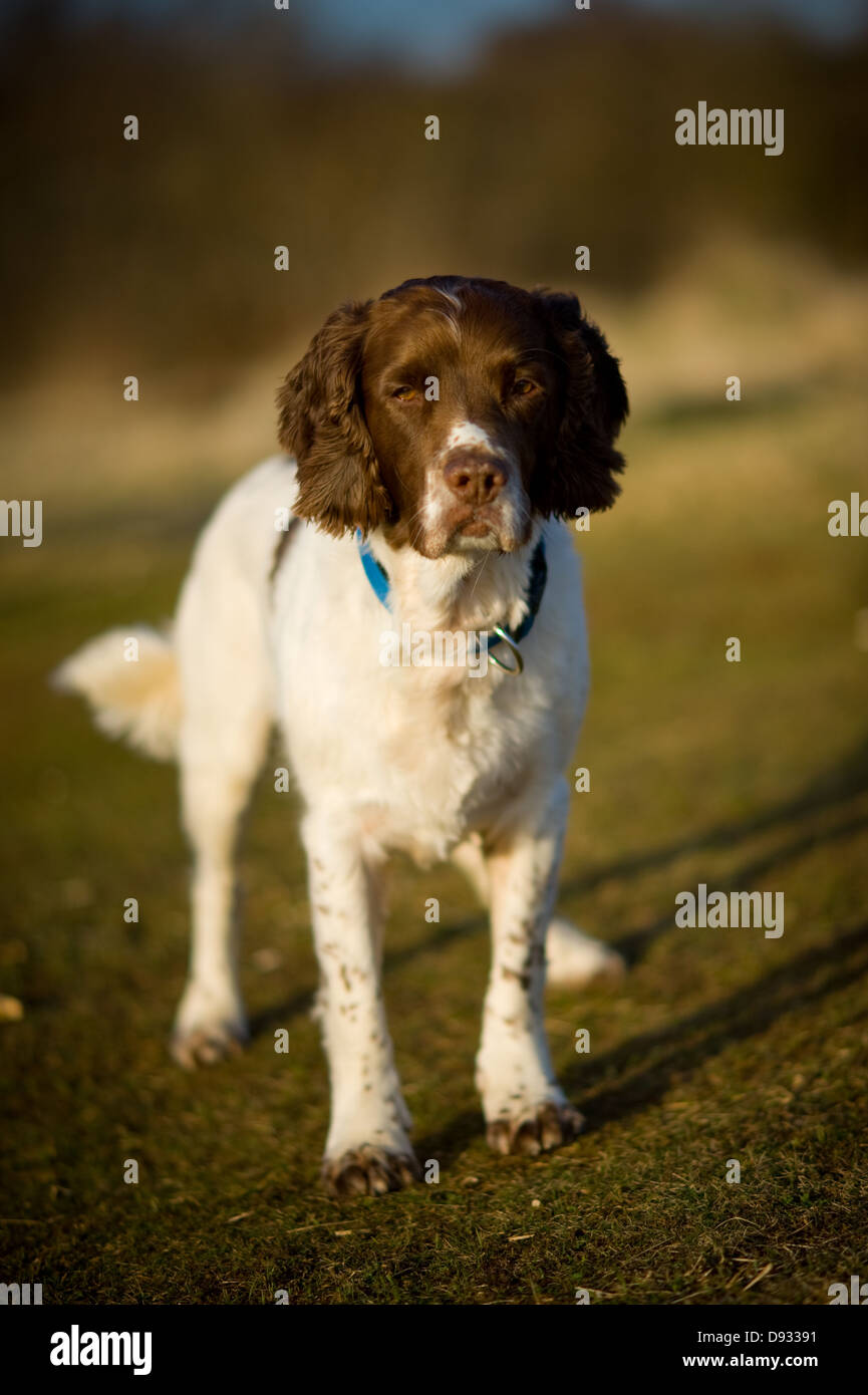 English Springer Spaniel breed dog portraits Stock Photo - Alamy