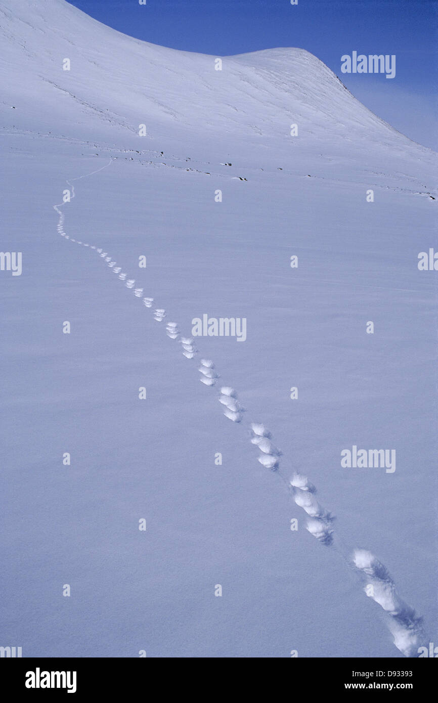 Footprints in the snow vertical view hi-res stock photography and ...
