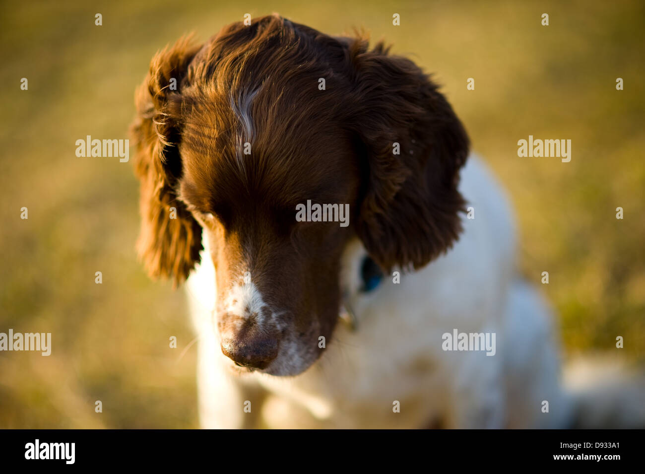 English Springer Spaniel breed dog portraits Stock Photo - Alamy