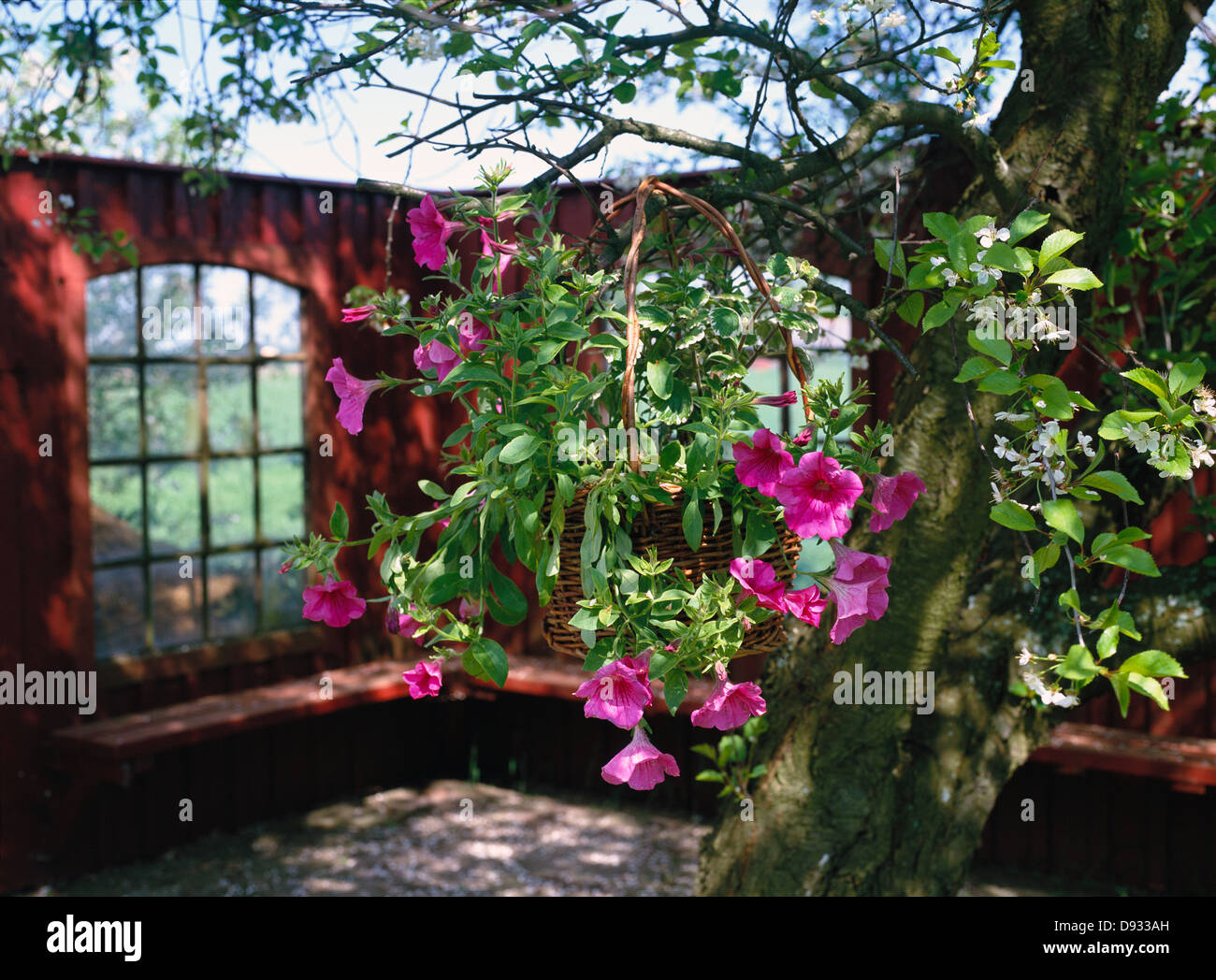 A hanging plant, Sweden Stock Photo - Alamy