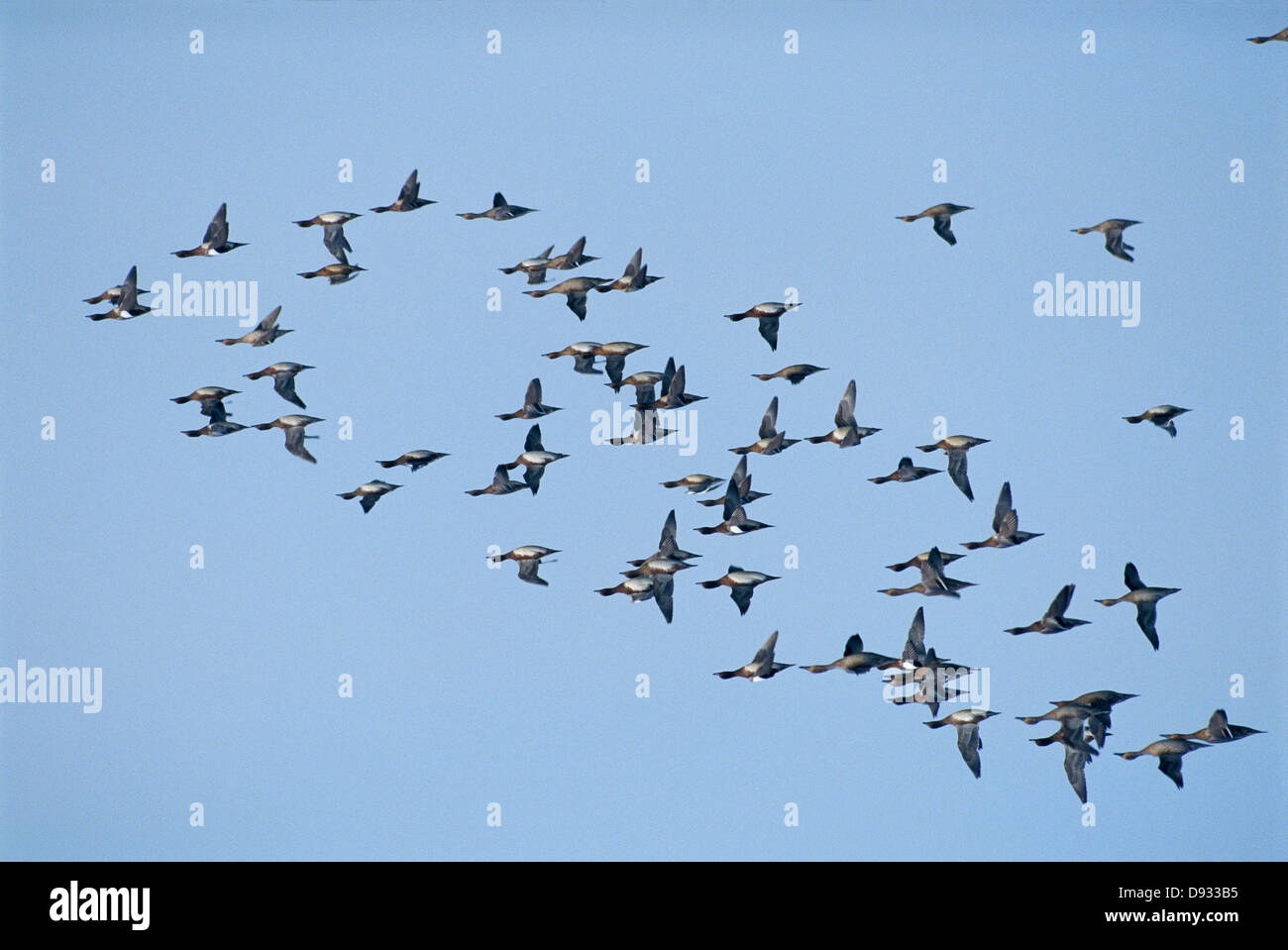 Flock of birds flying in sky, low angle view Stock Photo - Alamy