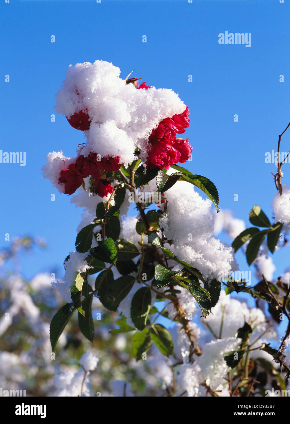 Snow rose hi-res stock photography and images - Alamy
