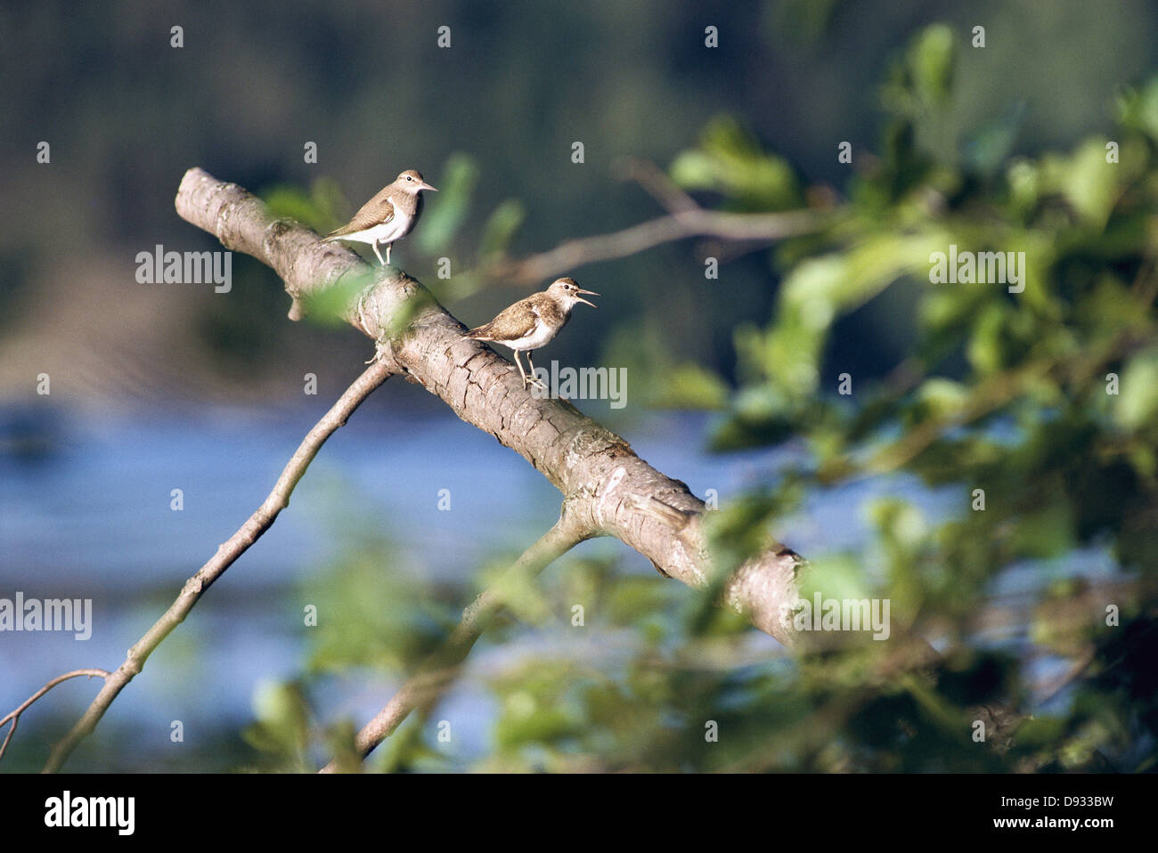 Birds on branch of tree, side view Stock Photo - Alamy