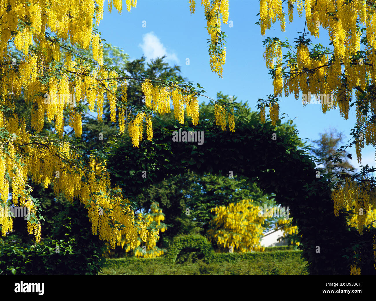 Laburnum bush hi-res stock photography and images - Alamy