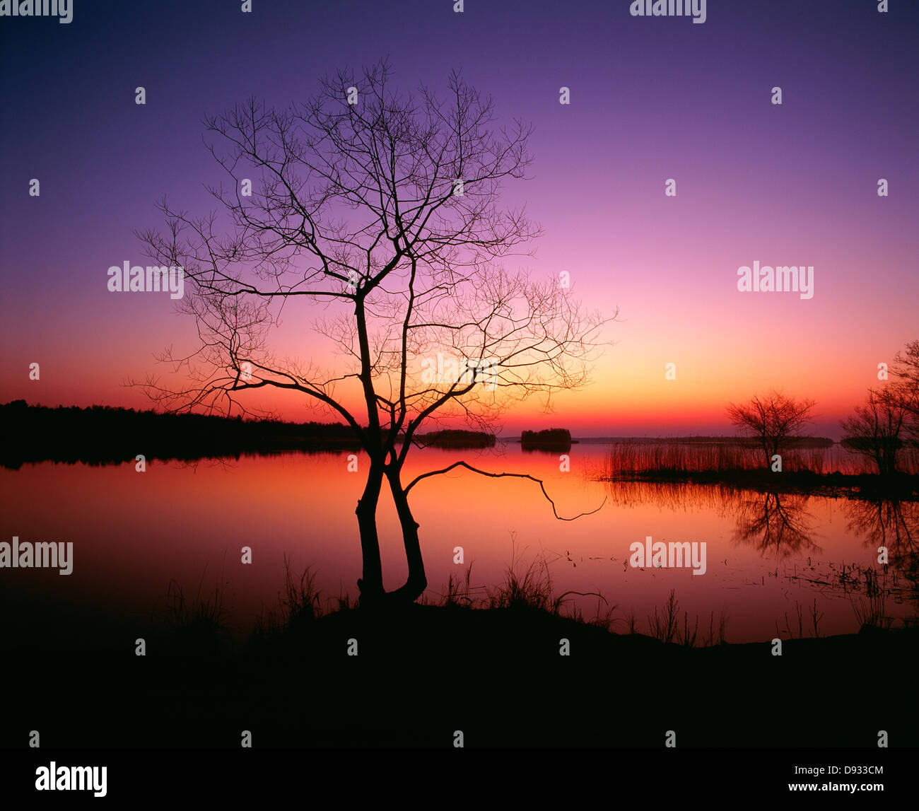 Reflection of trees and plants in lake Stock Photo - Alamy