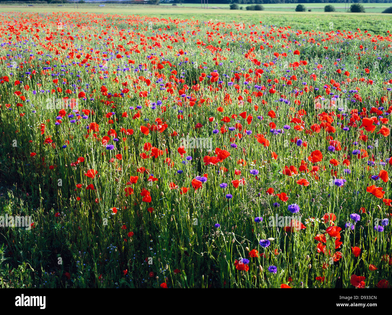 Poppies and cornflowers, Sweden Stock Photo - Alamy