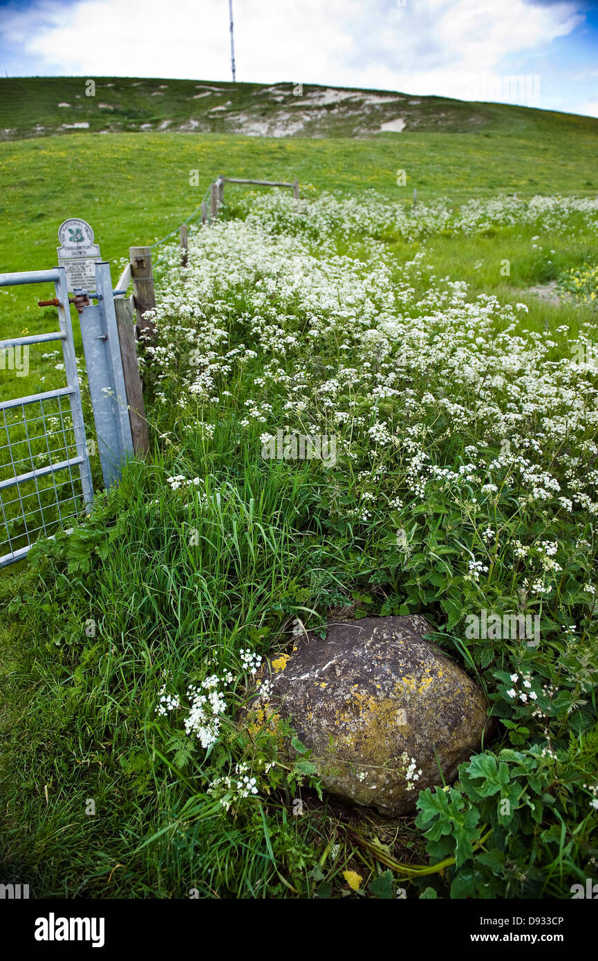 Chillerton Down on the Isle of Wight, UK Stock Photo - Alamy