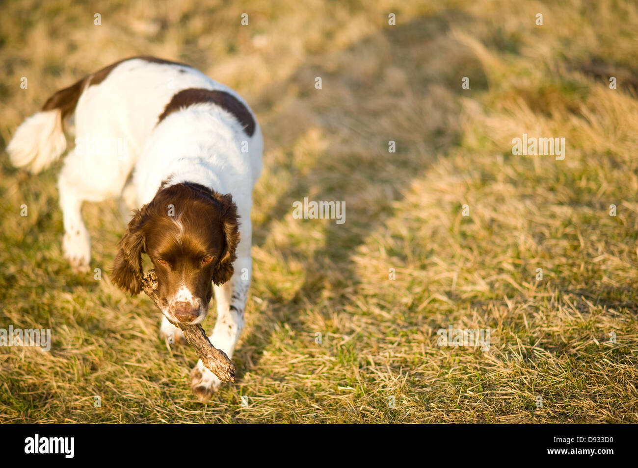 English Springer Spaniel breed dog portraits Stock Photo - Alamy