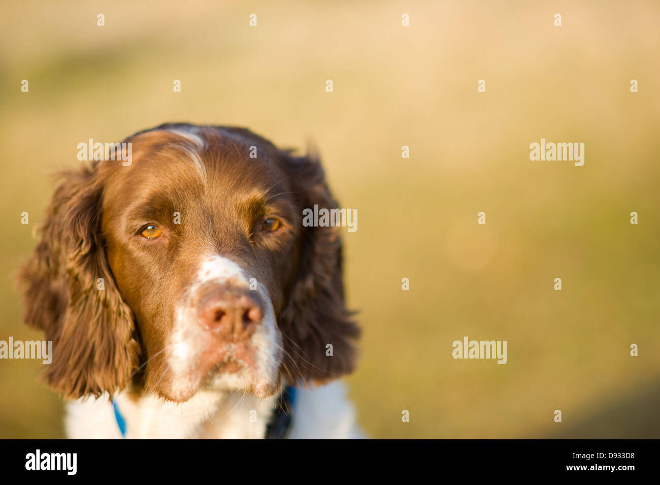 English Springer Spaniel breed dog portraits Stock Photo - Alamy