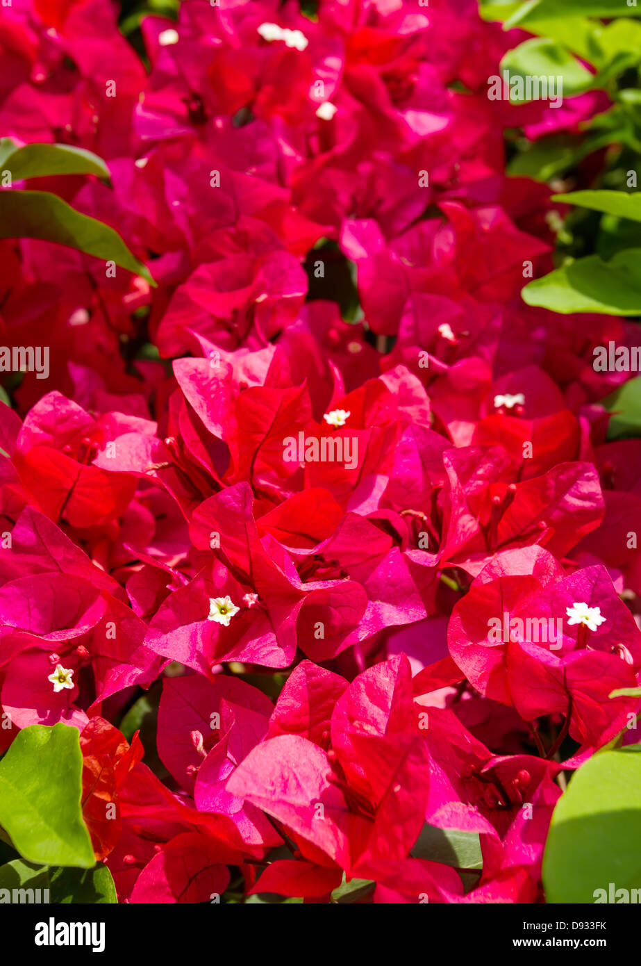 Beautiful red flowers Stock Photo - Alamy