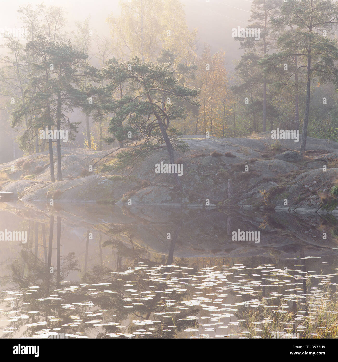 Reflection of trees in lake Stock Photo - Alamy
