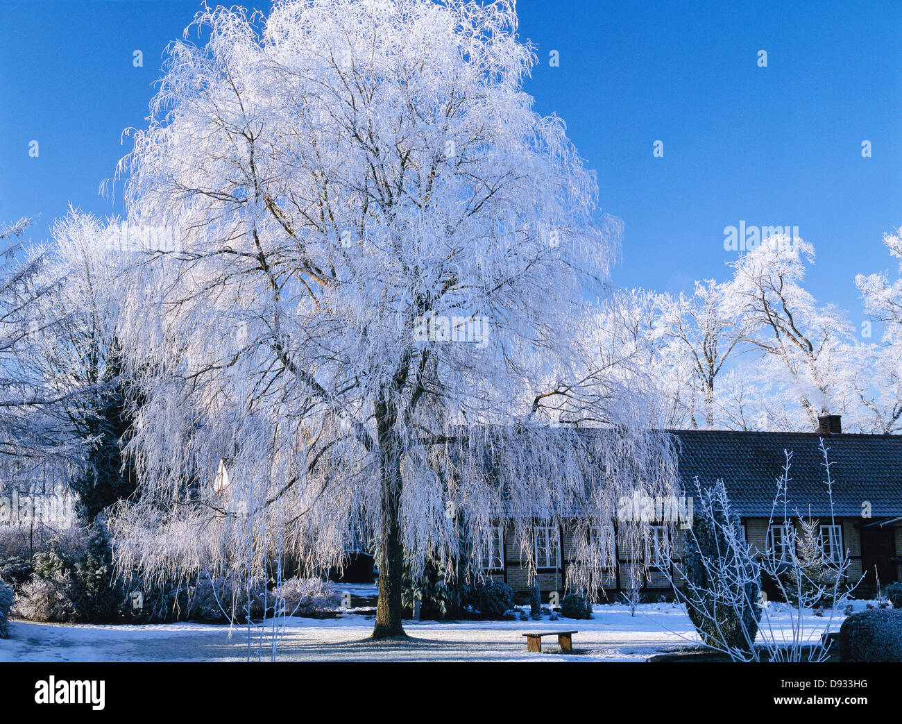 Trees in winter, Skane, Sweden Stock Photo - Alamy