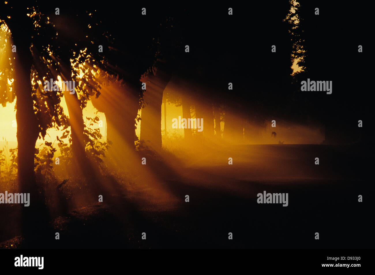 Light fog through trees hi-res stock photography and images - Alamy