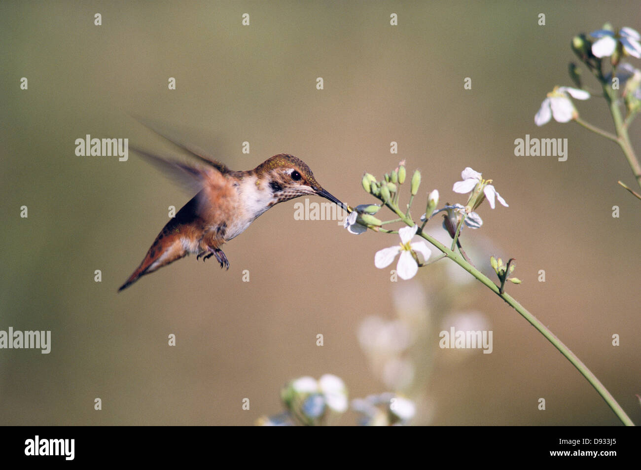 Bird with flower bud, close-up Stock Photo - Alamy