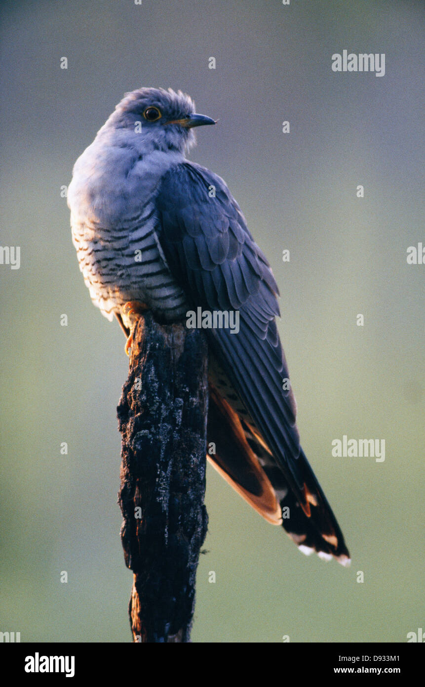Bird sitting on wooden log Stock Photo - Alamy