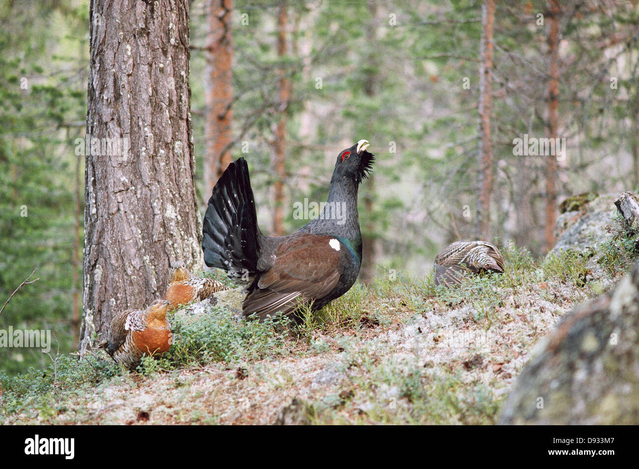 Birds by tree trunk, side view Stock Photo - Alamy