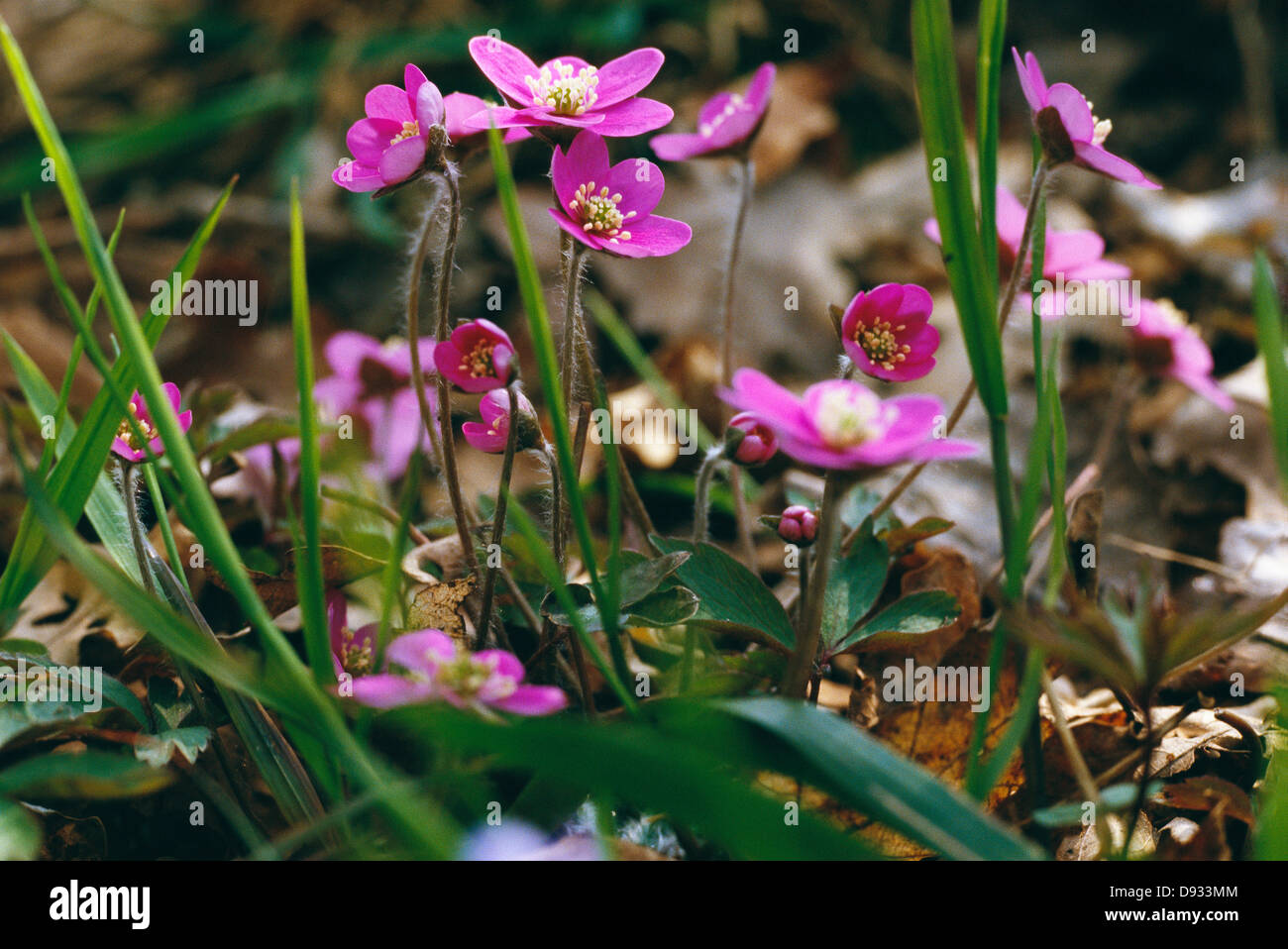 Blue anemones, close-up Stock Photo - Alamy