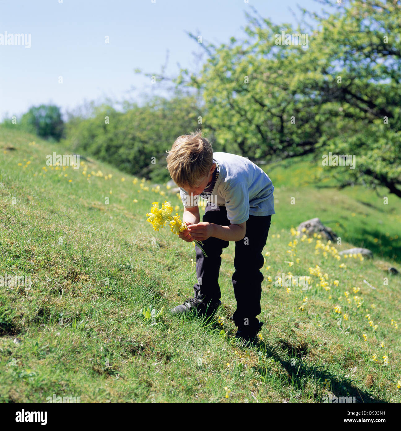 Boy collecting flowers Stock Photo - Alamy