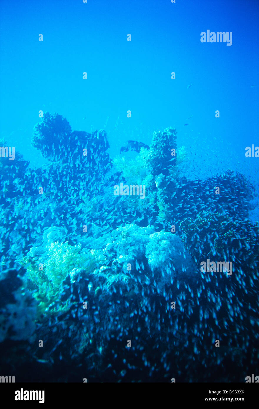 Bubbles from a scuba diver Stock Photo - Alamy