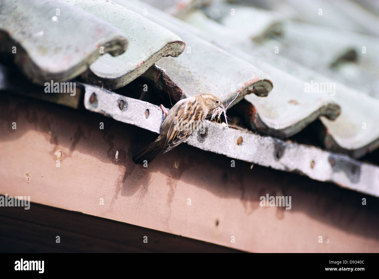 Sparrow on roof Stock Photo - Alamy