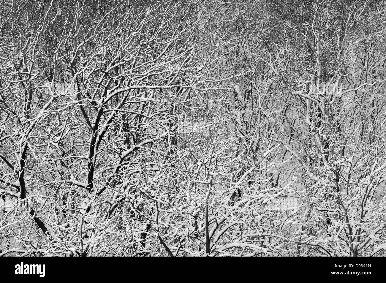 Sweden winter snow Black and White Stock Photos & Images - Alamy
