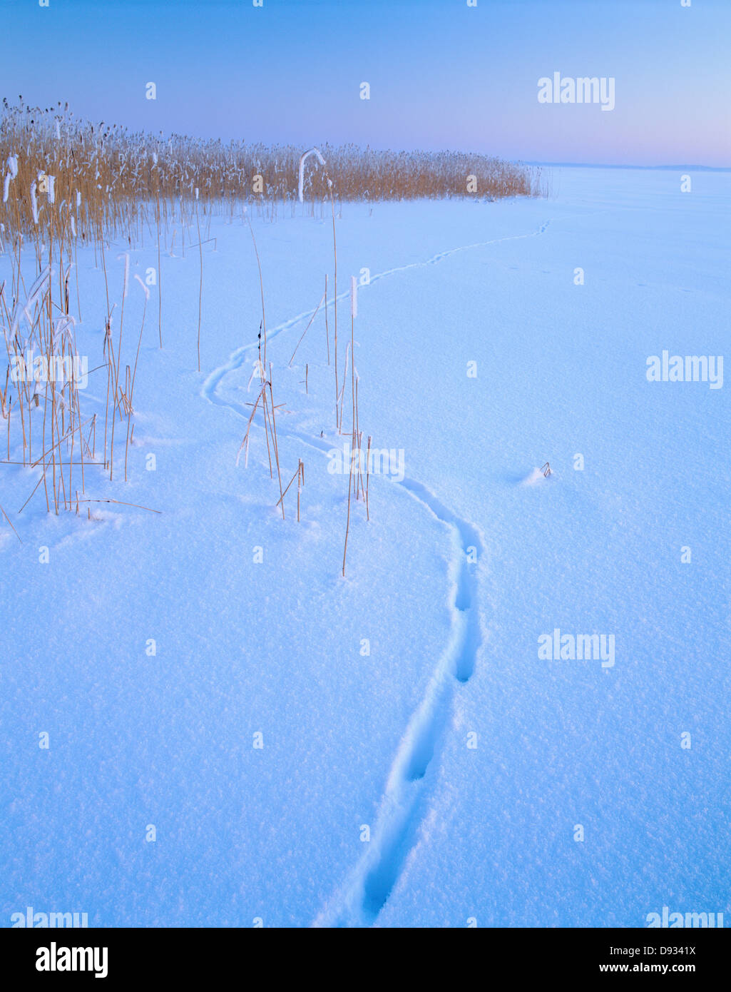 Fox marks hi-res stock photography and images - Alamy