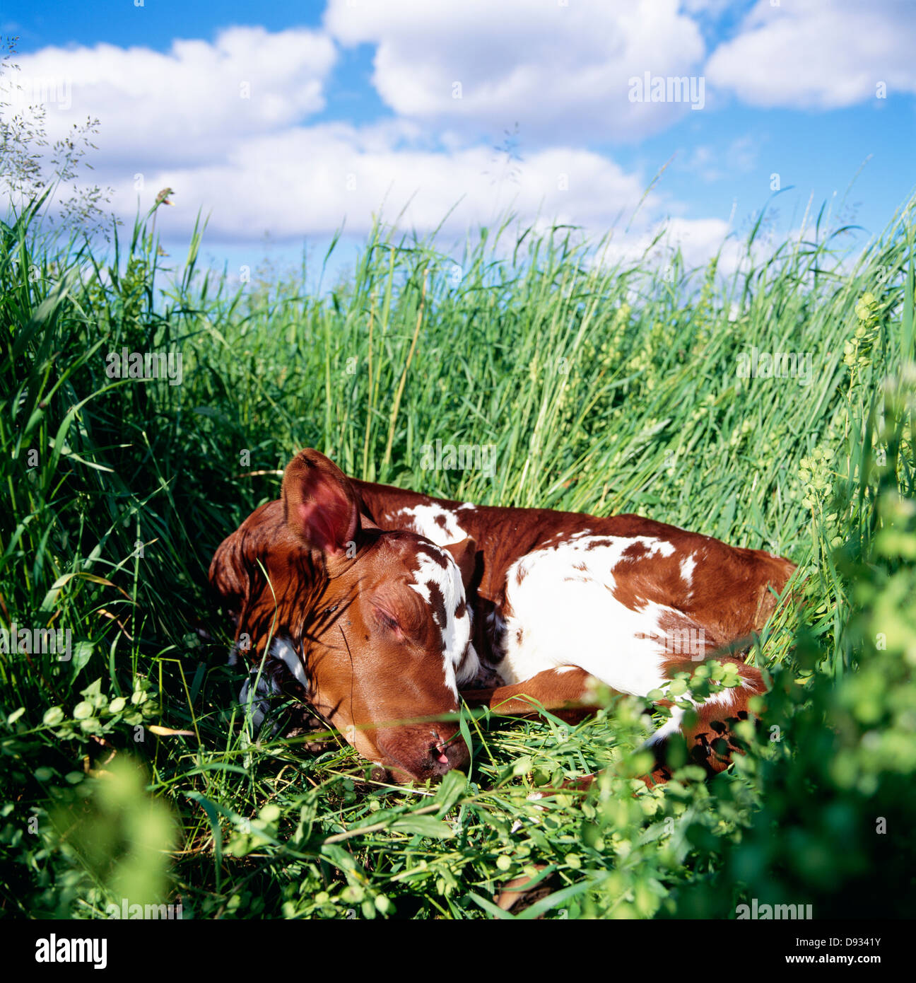 Cow sleeping amidst grass Stock Photo - Alamy