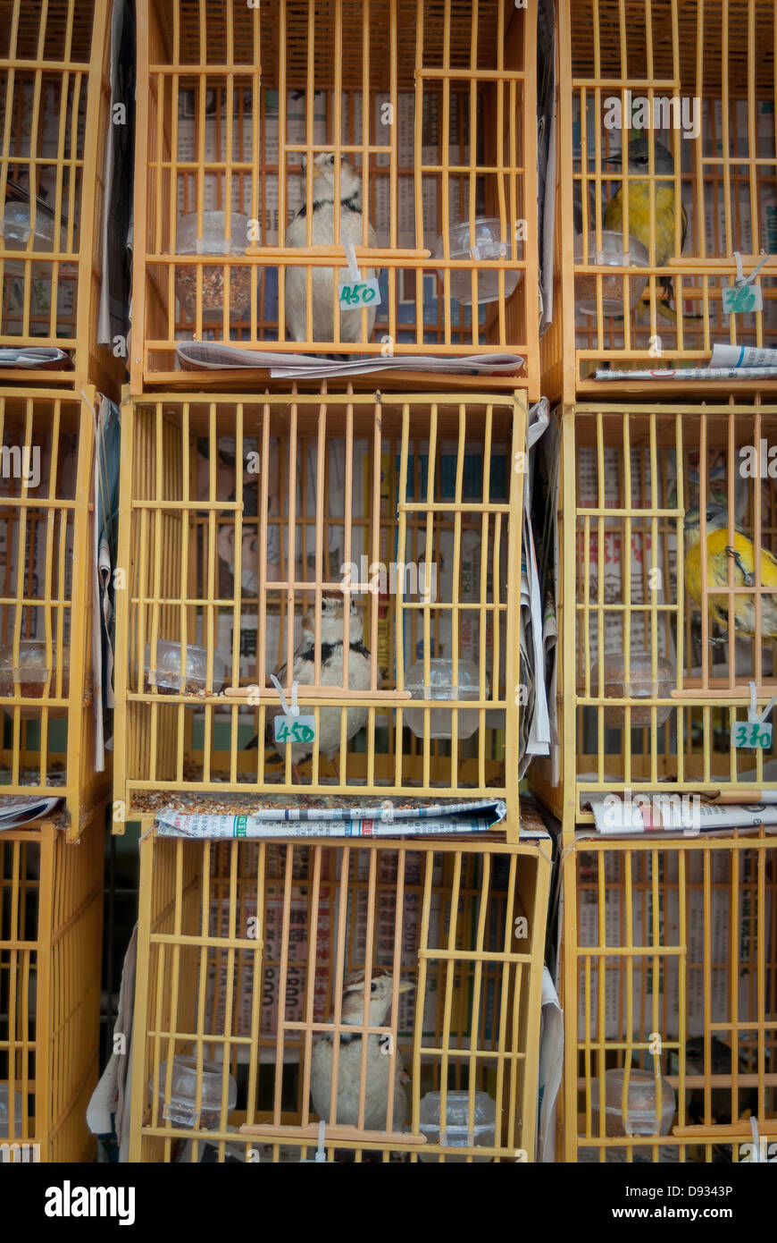 Birds in cages Stock Photo - Alamy