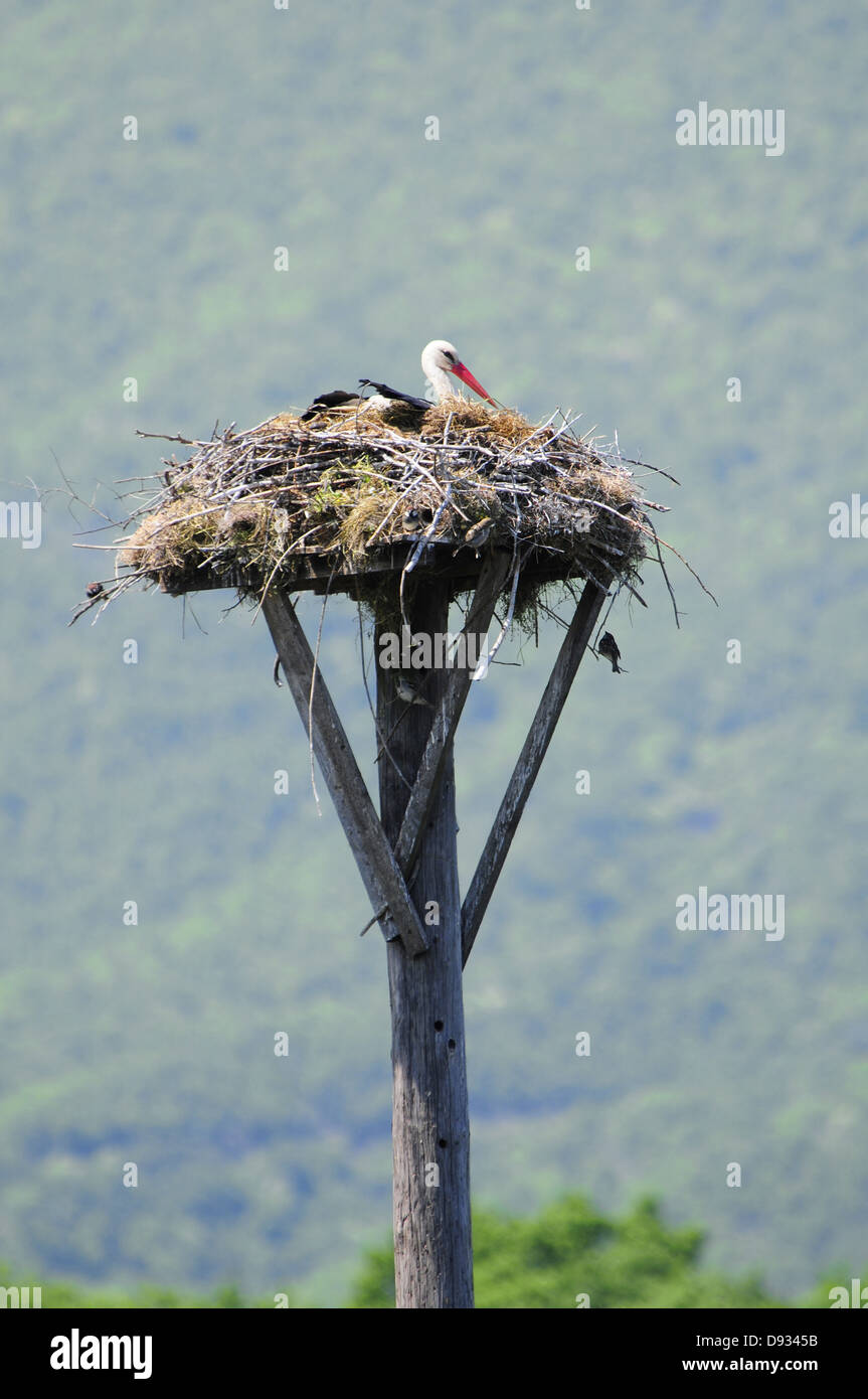 White Storck, Ciconia ciconia, Lake Kerkini, Greece Stock Photo - Alamy