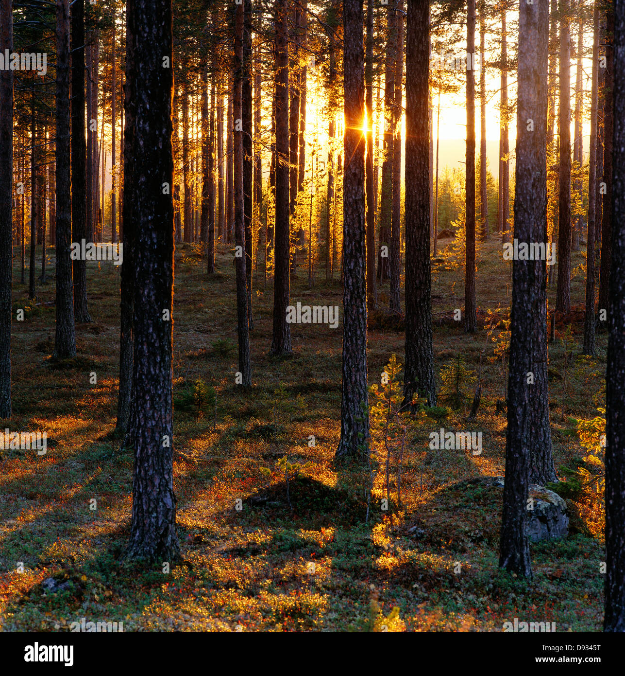 Trees in a forest Stock Photo - Alamy