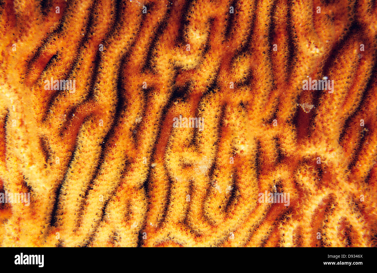 Algae invertebrate hi-res stock photography and images - Alamy