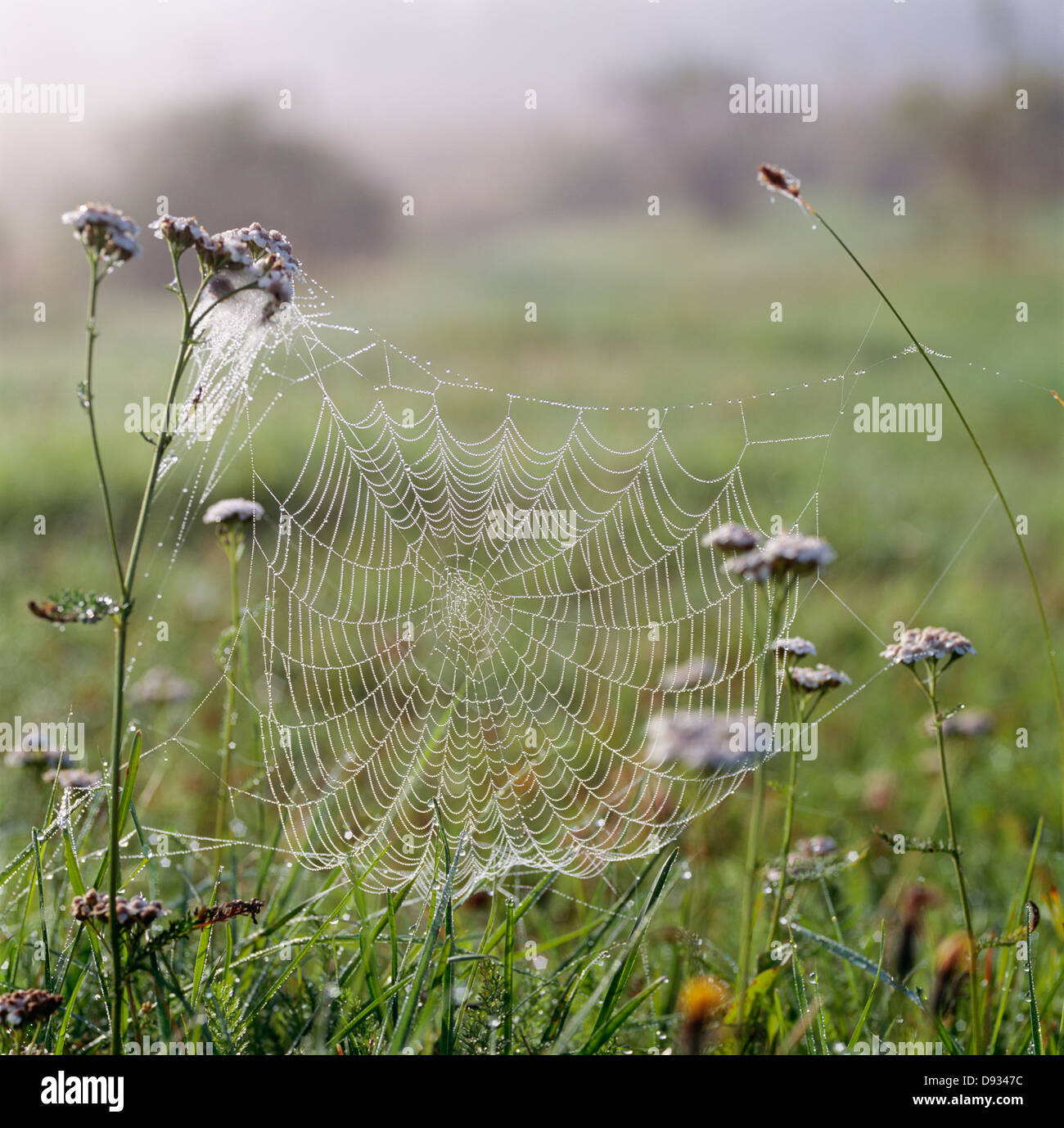 Spider web entanglement hi-res stock photography and images - Alamy