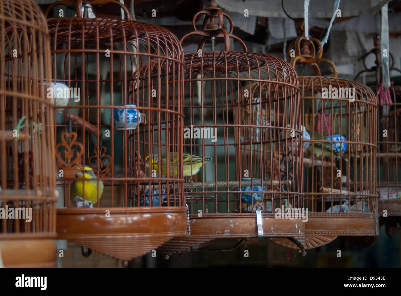 Birds in cages Stock Photo - Alamy