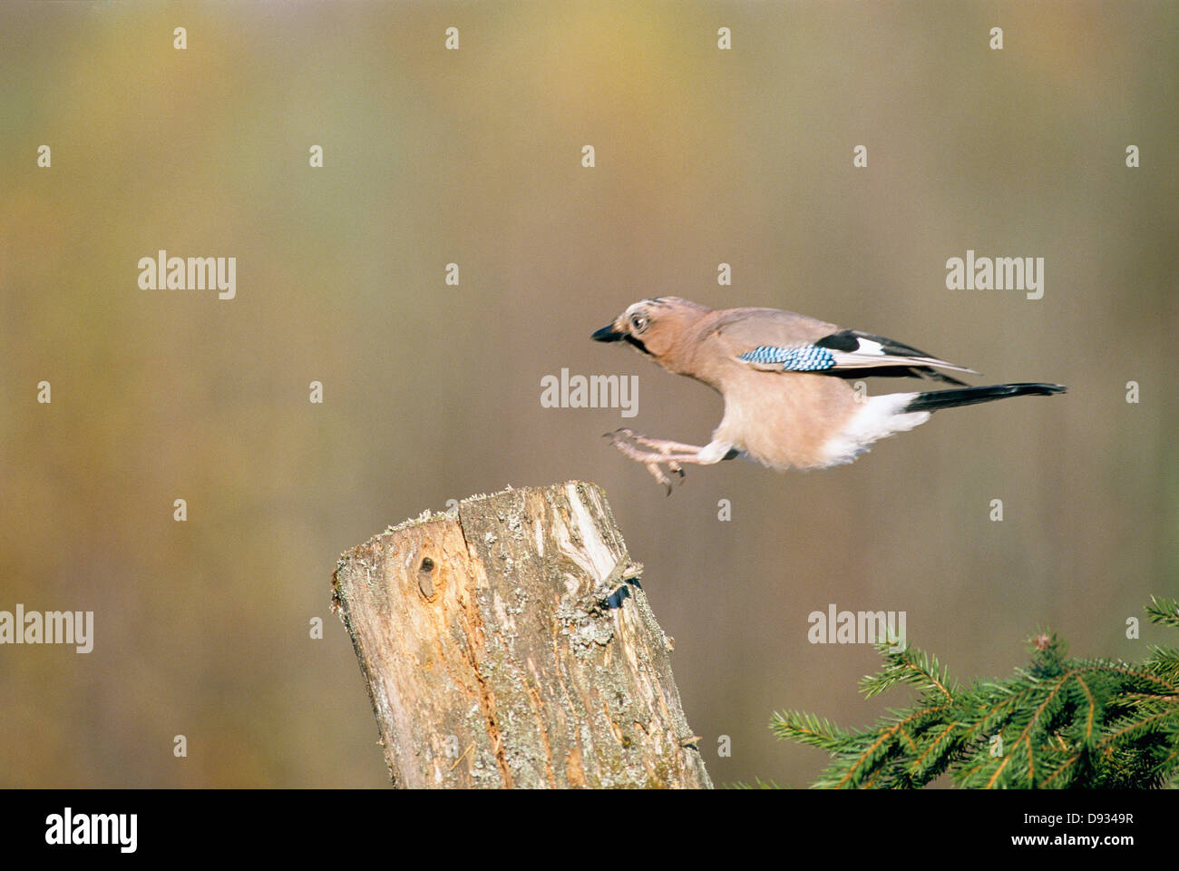 Bird over tree hi-res stock photography and images - Alamy